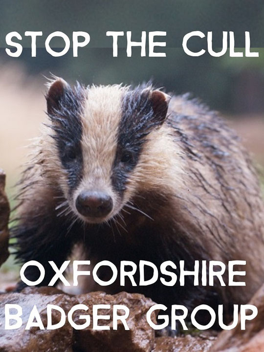 Update from Oxfordshire Badger Group on latest cull figures | LCWO